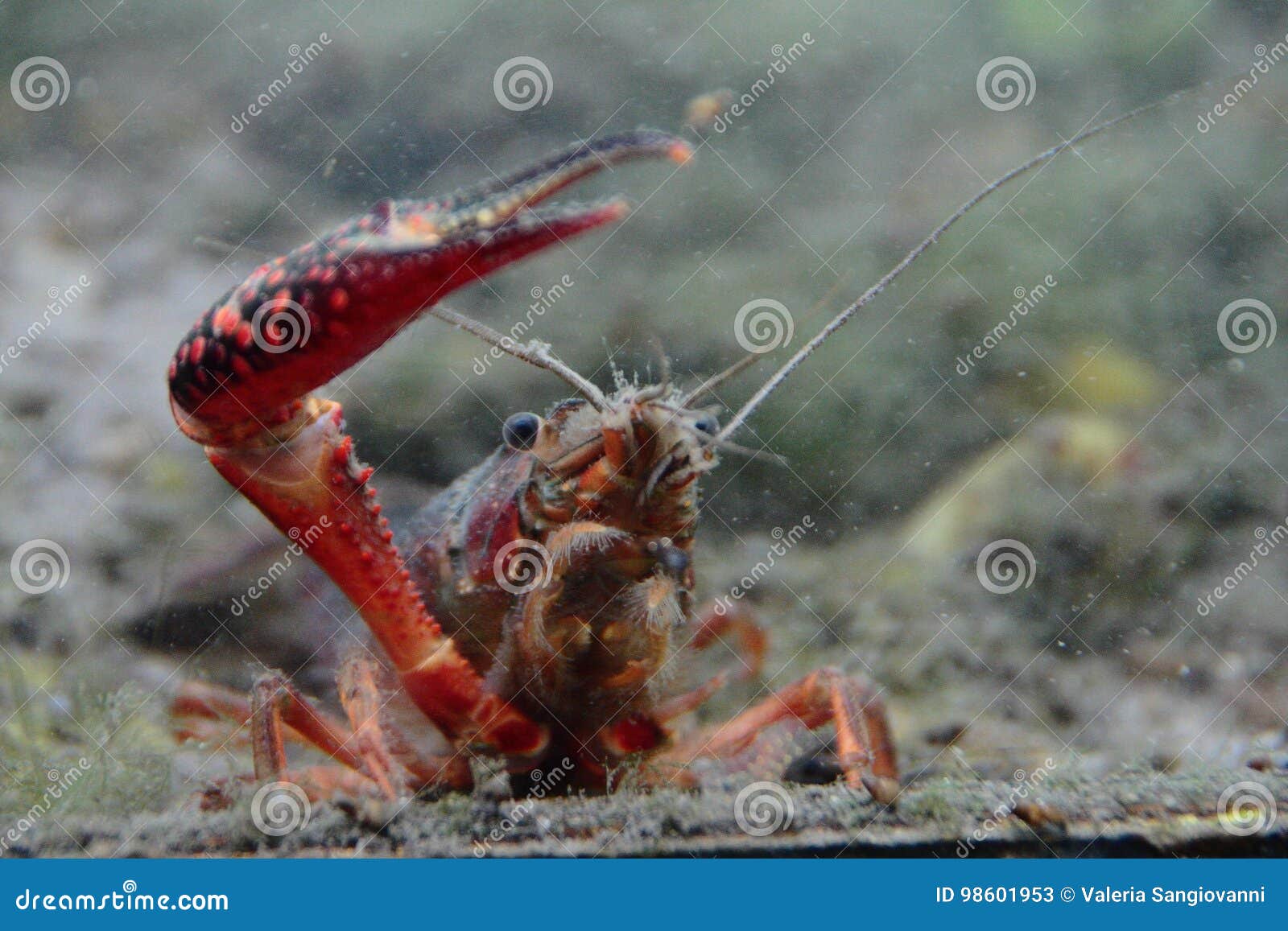 Red freshwater crab stock image. Image of attack, flow - 98601953