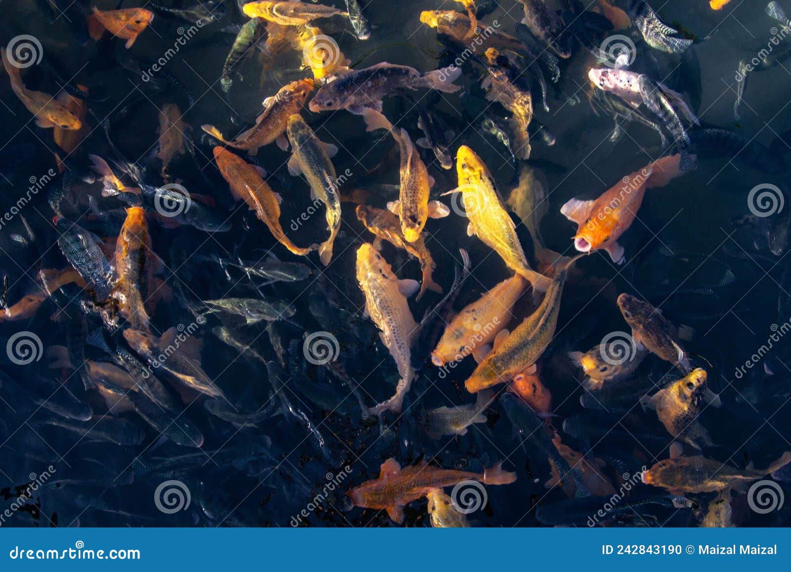 Red Freshwater Fish Swimming in the Water Stock Photo - Image of drop ...