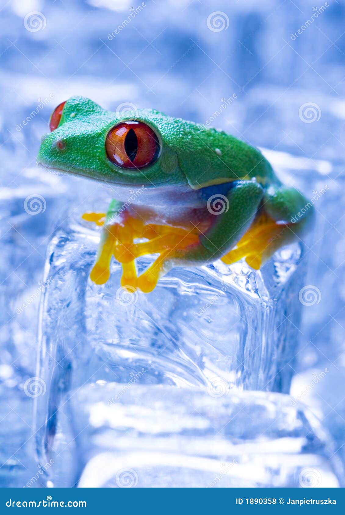 Red frog stock photo. Image of amphibia, fauna, callidryas - 1890358