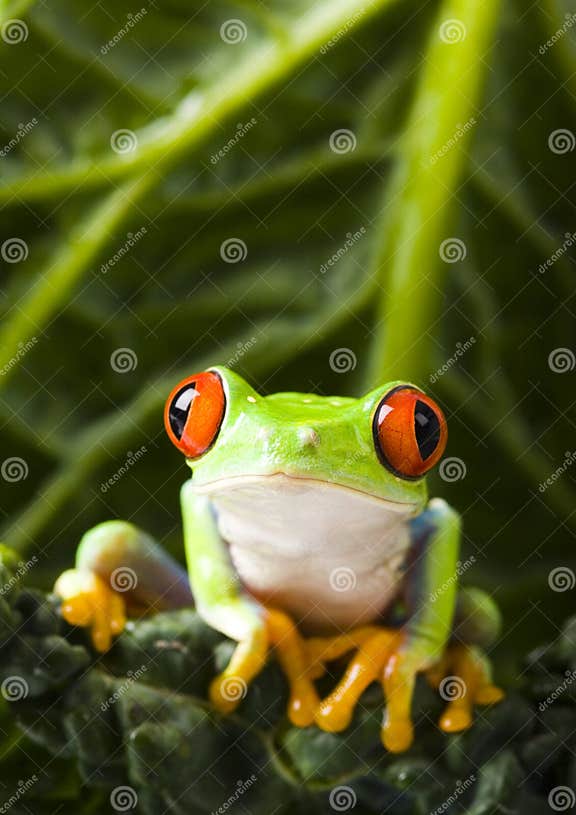 Red frog stock image. Image of animals, eyes, black, eyed - 1890691