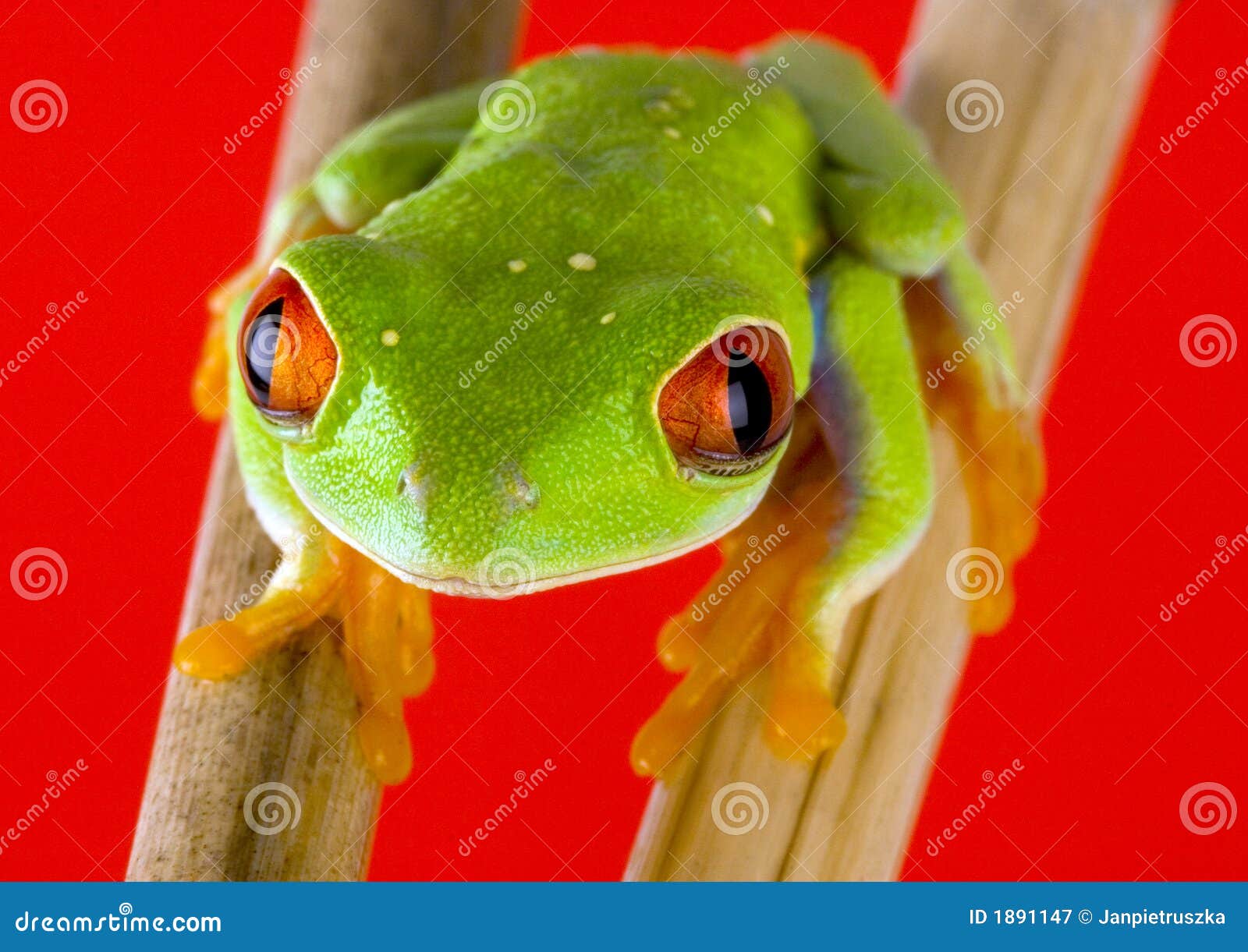 Red frog stock image. Image of orange, amphibians, frogs - 1891147