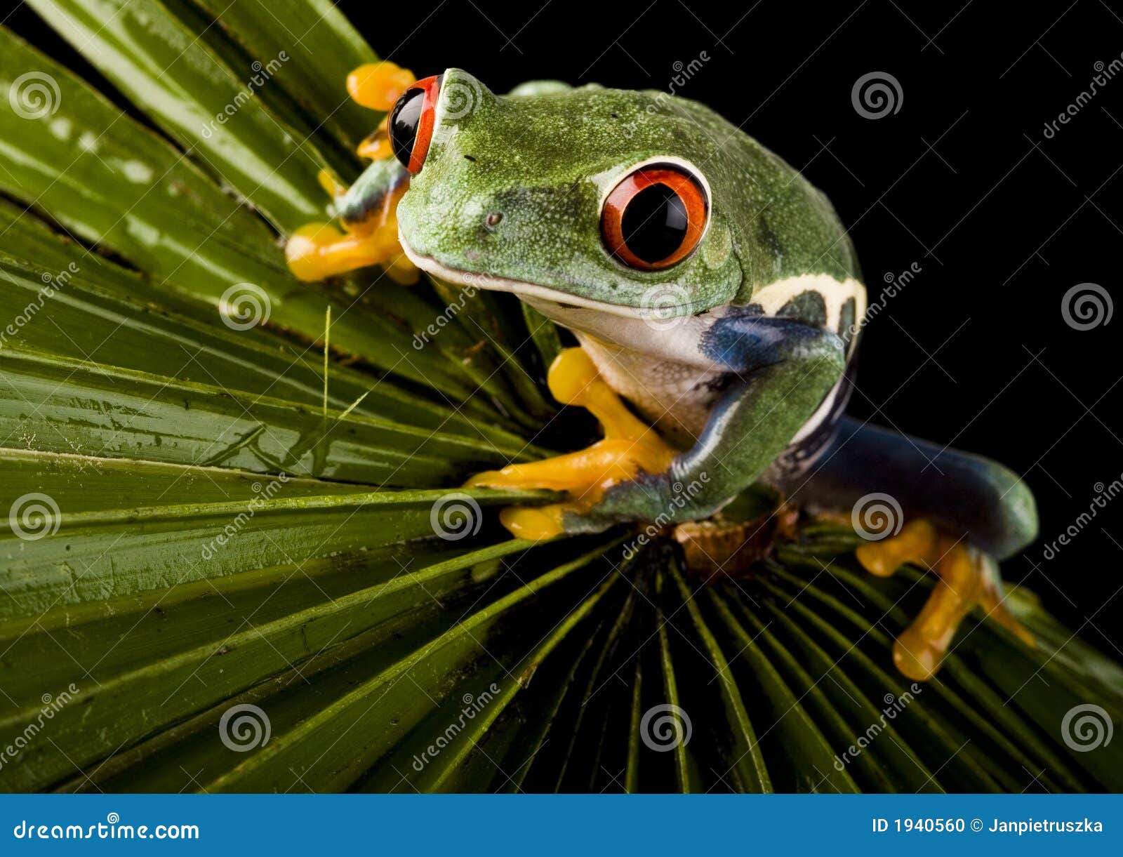Red frog stock photo. Image of extinction, amphibia, frogs - 1940560