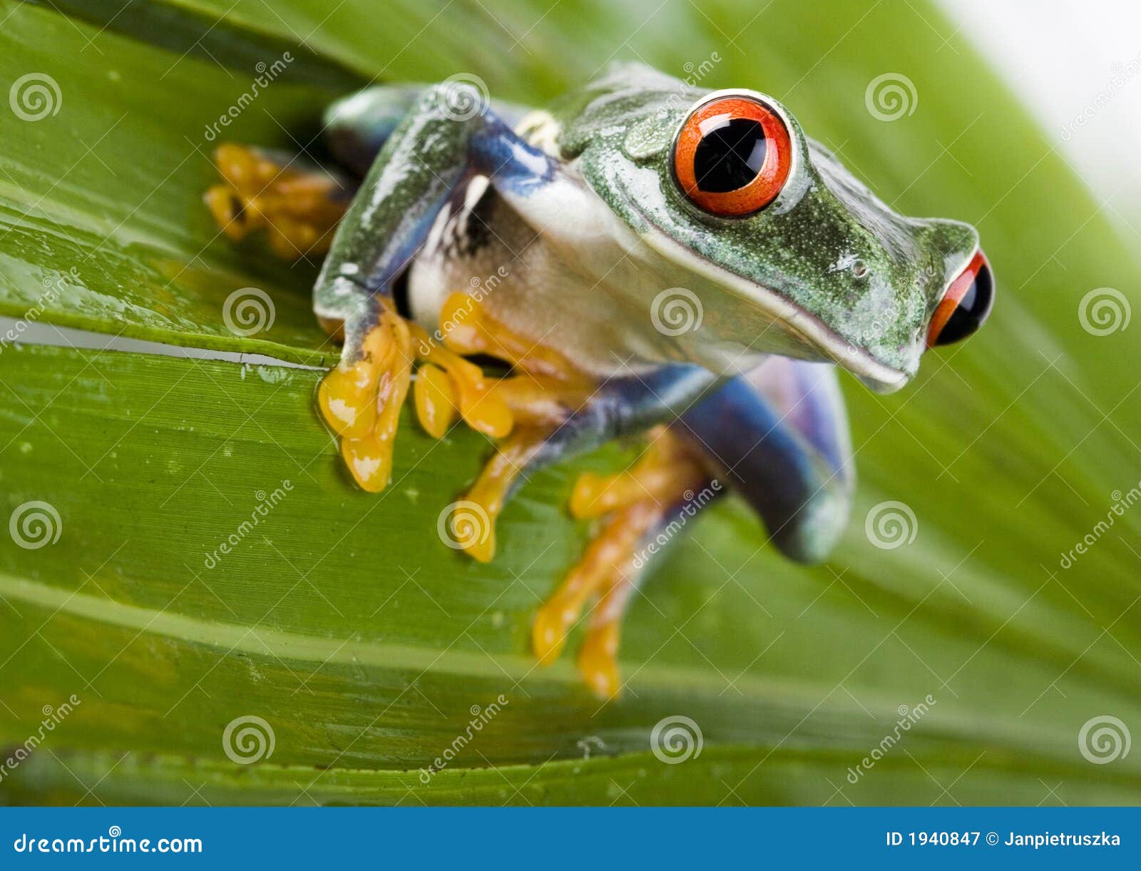 Red frog stock image. Image of callidryas, fauna, convergent - 1940847