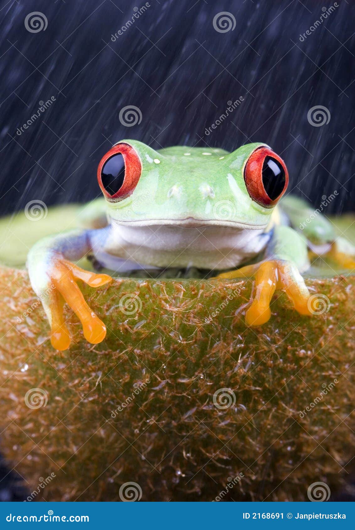 Red frog stock image. Image of amphibians, animal, drops - 2168691