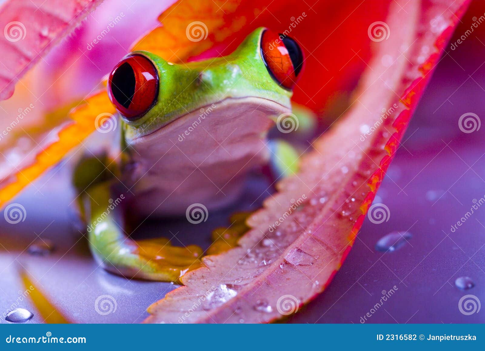 Red frog stock photo. Image of animal, colours, tints - 2316582