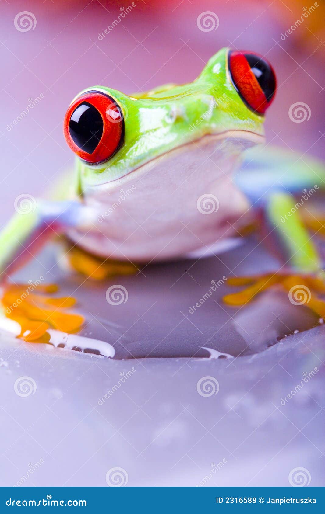Red frog stock photo. Image of colours, frogs, leaf, hyla - 2316588