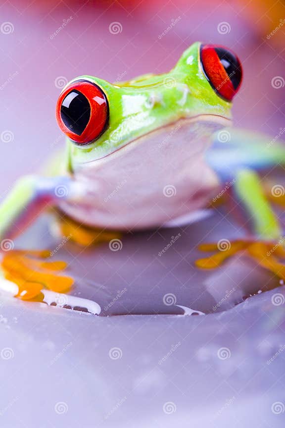 Red frog stock photo. Image of colours, frogs, leaf, hyla - 2316588