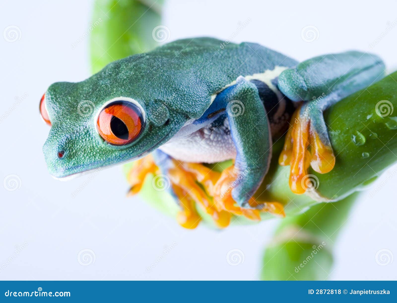 Red frog stock photo. Image of macro, anura, lean, nature - 2872818
