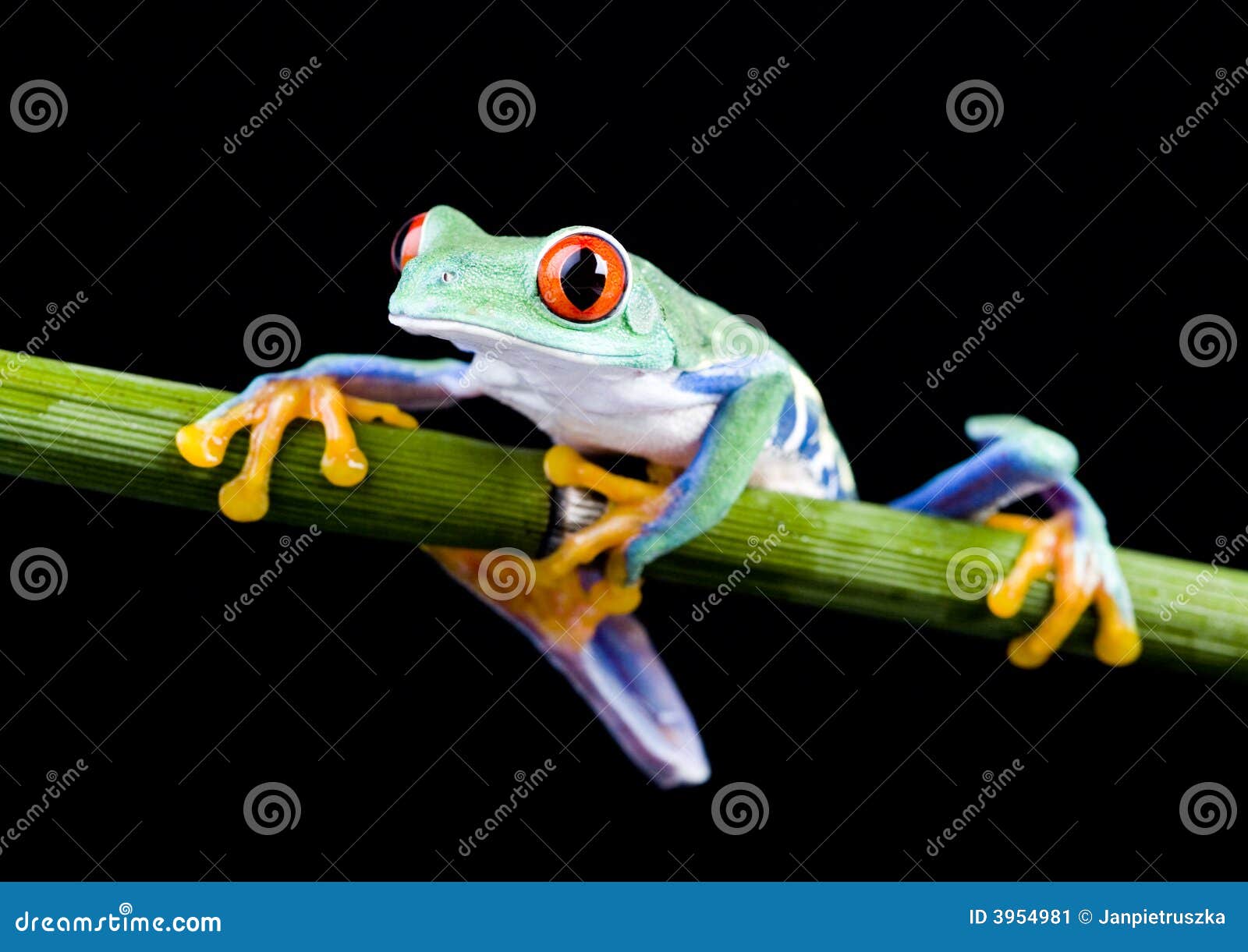 Red frog stock image. Image of eyed, wild, amphibians - 3954981