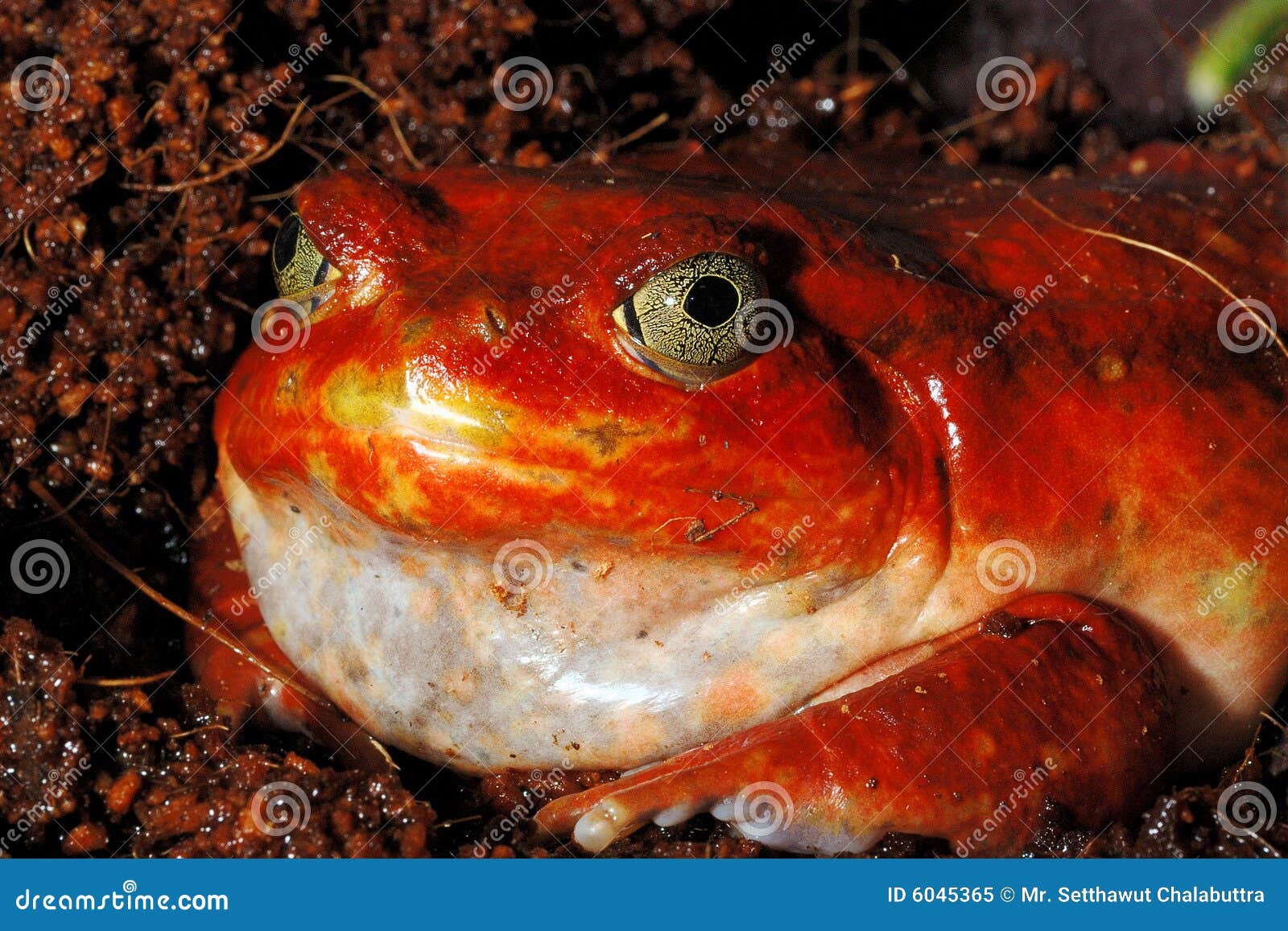 Red frog stock image. Image of danger, animal, agalychnis - 6045365