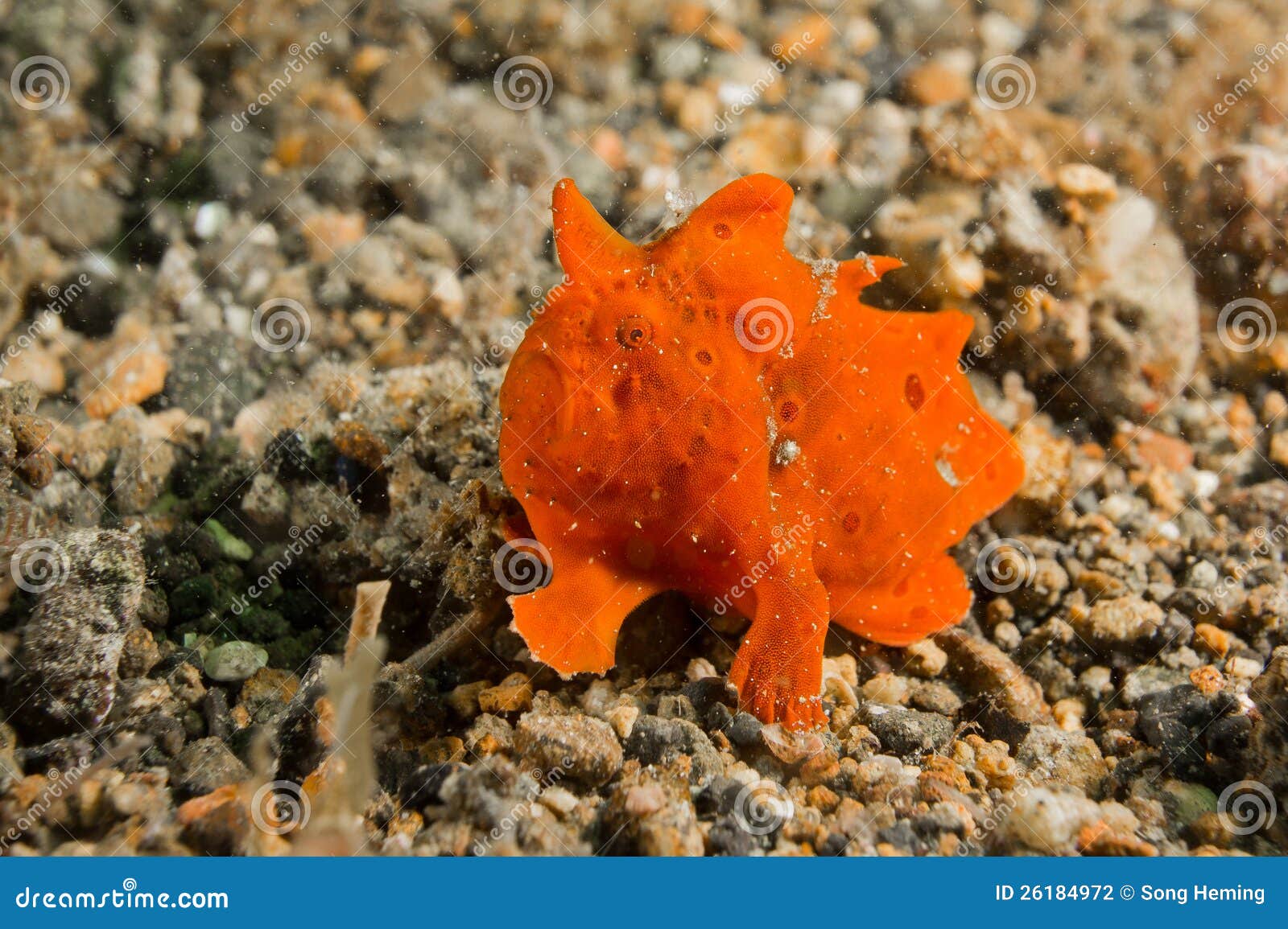 Frog-fish Or Anglerfish Royalty-Free Stock Photo | CartoonDealer.com ...