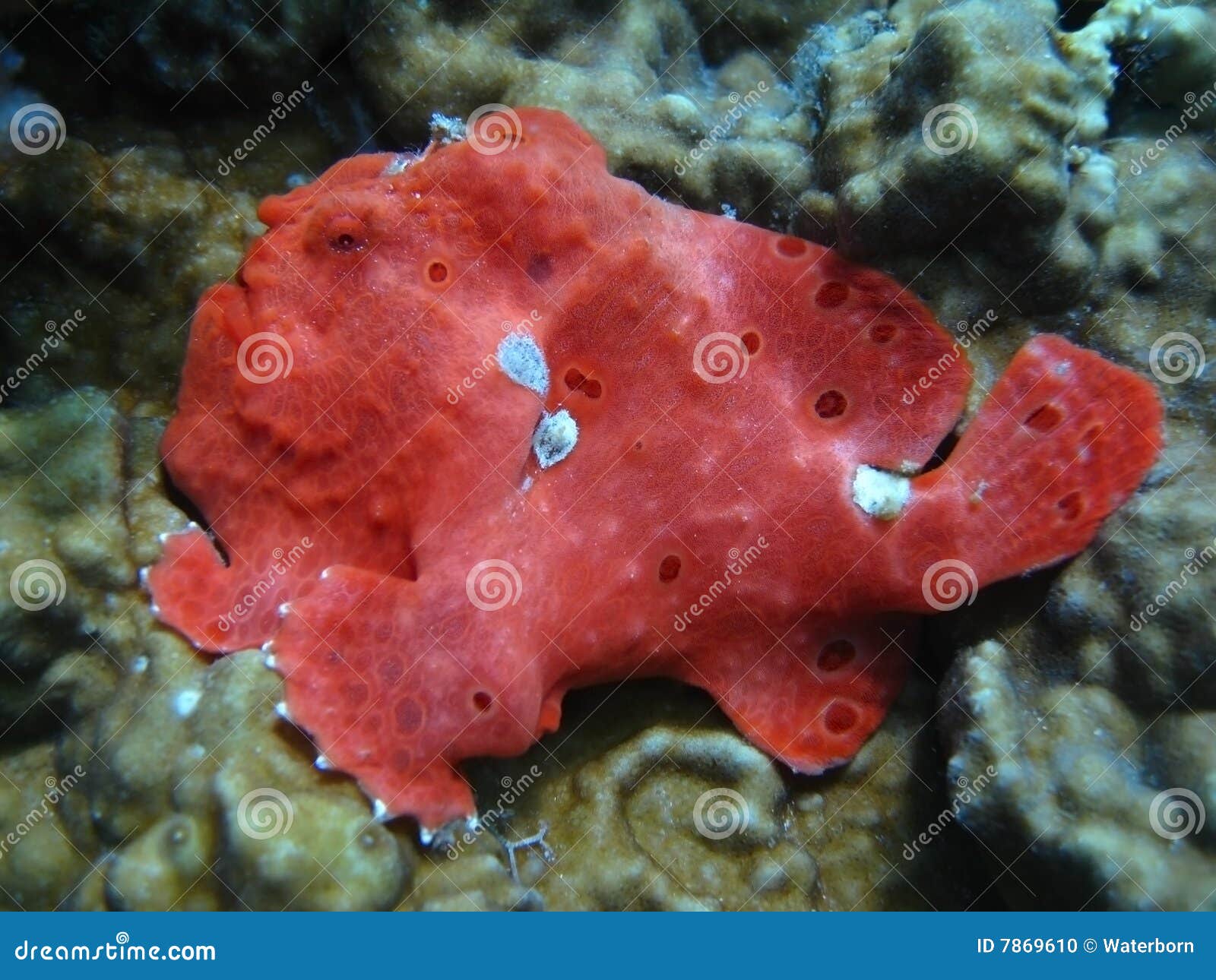 Red frog fish stock photo. Image of frog, world, underwater - 7869610