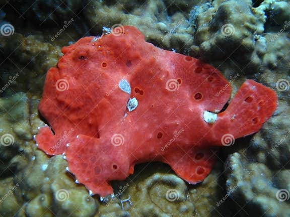 Red frog fish stock photo. Image of frog, world, underwater - 7869610