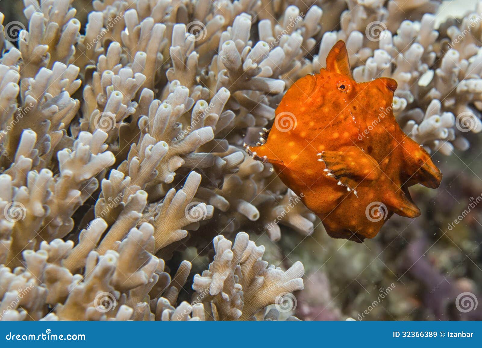 Red Frog Fish stock image. Image of cebu, beautiful, pacific - 32366389