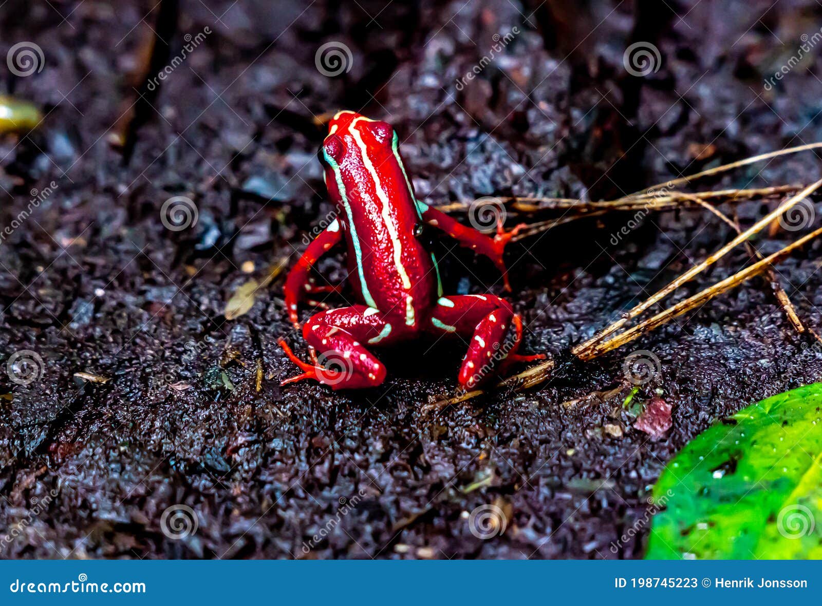 Red Tree Frog in the Reainforest Stock Image - Image of ecuador, animal ...