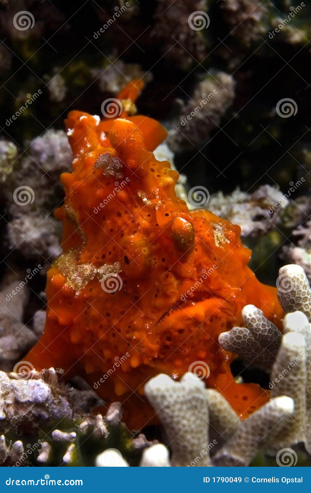 Red Frogfish stock image. Image of angry, asia, close - 1790049