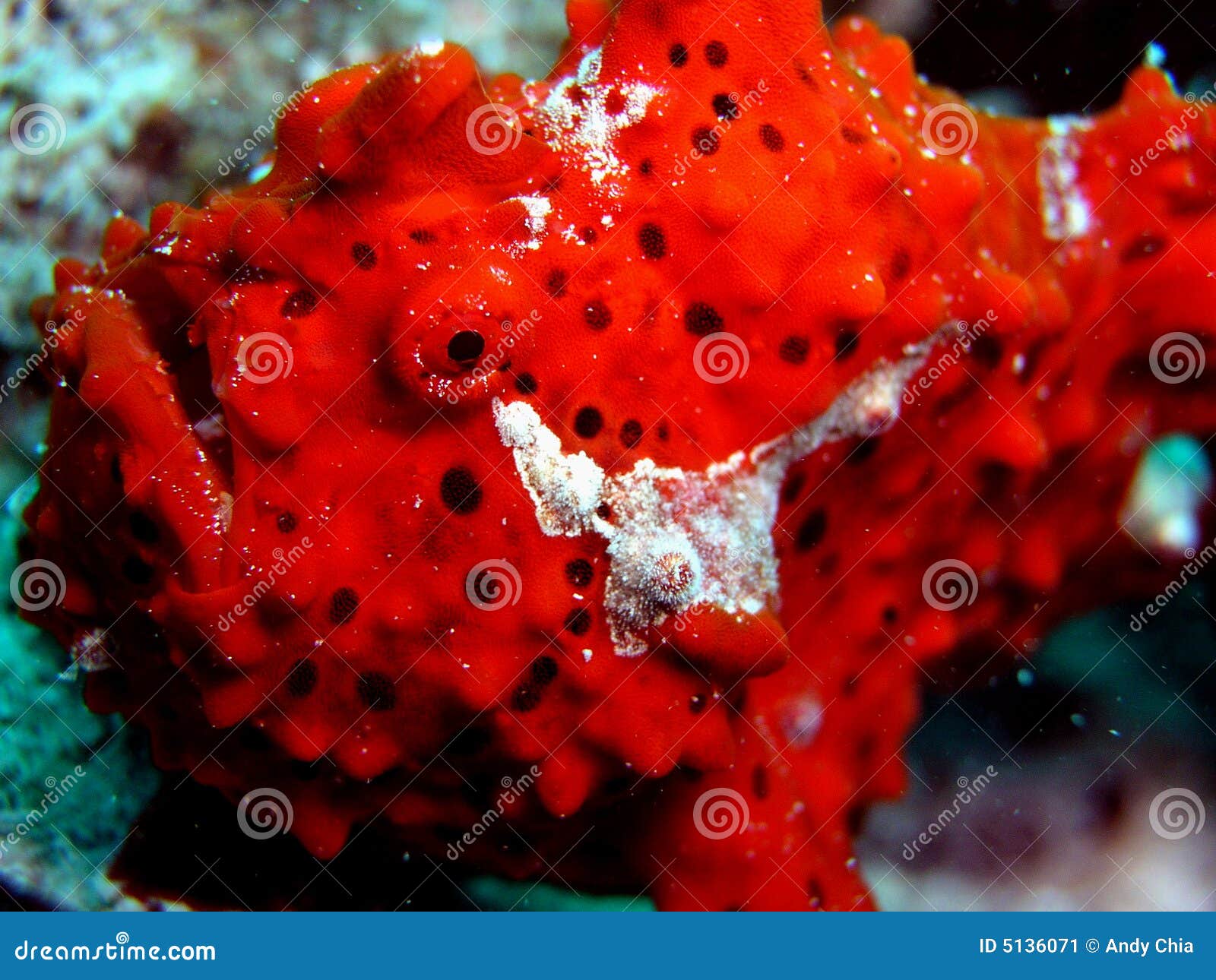 Red frogfish stock image. Image of underwater, mabul, coral - 5136071