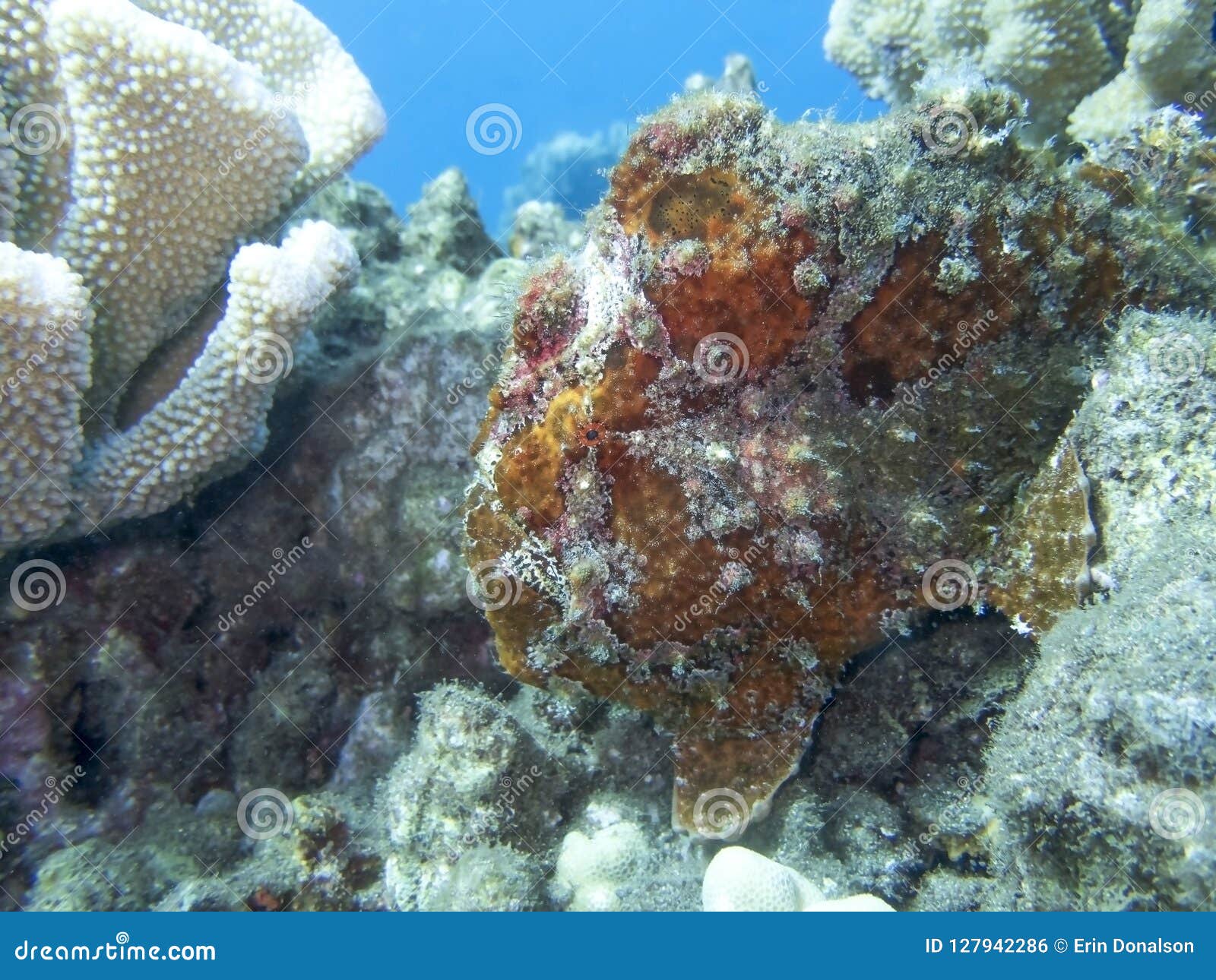 Red Frogfish Sitting on Reef Underwater in Ocean Stock Photo - Image of ...