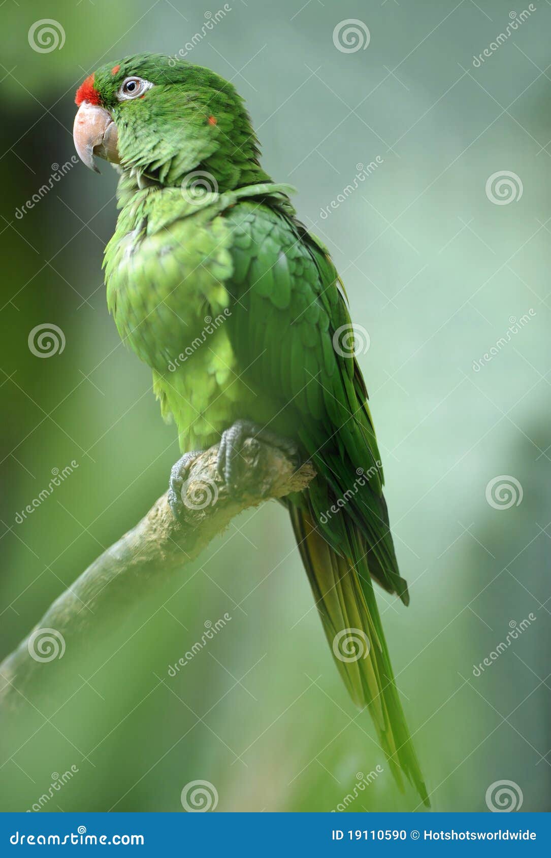 Red Fronted Conure Parrot, Colombia Stock Photo - Image of beak, cool ...