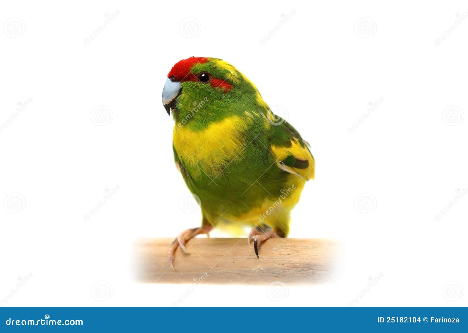 Red-fronted Kakariki Parakeet on White Stock Photo - Image of parrot ...