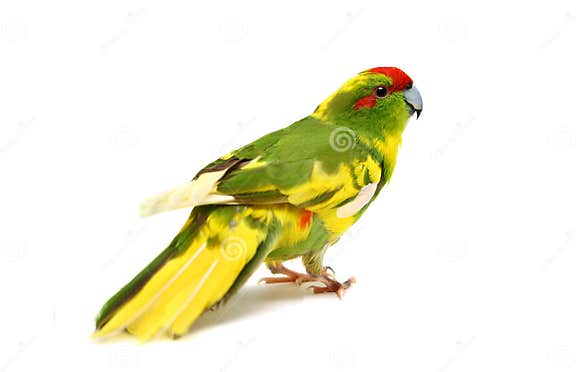 Red-fronted Kakariki Parakeet on White Stock Image - Image of portrait ...