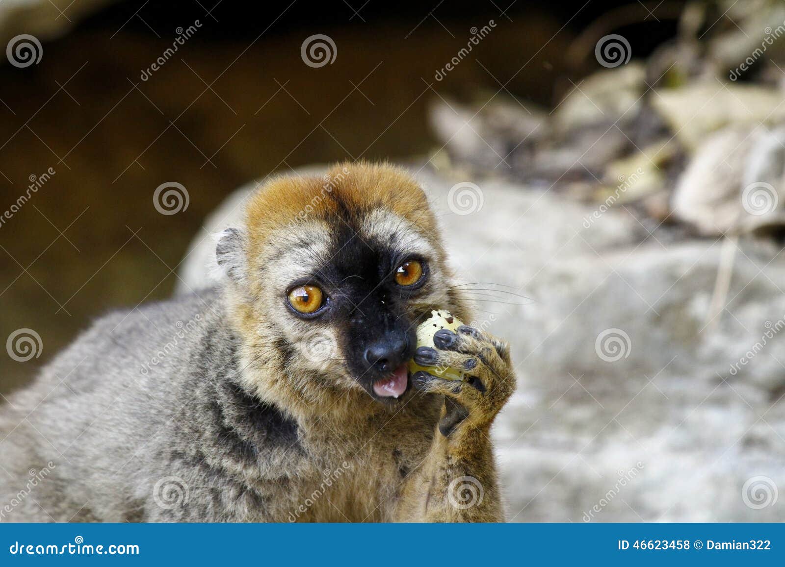 The Red-fronted Lemur (Eulemur Rufifrons) Stock Photo - Image of ...
