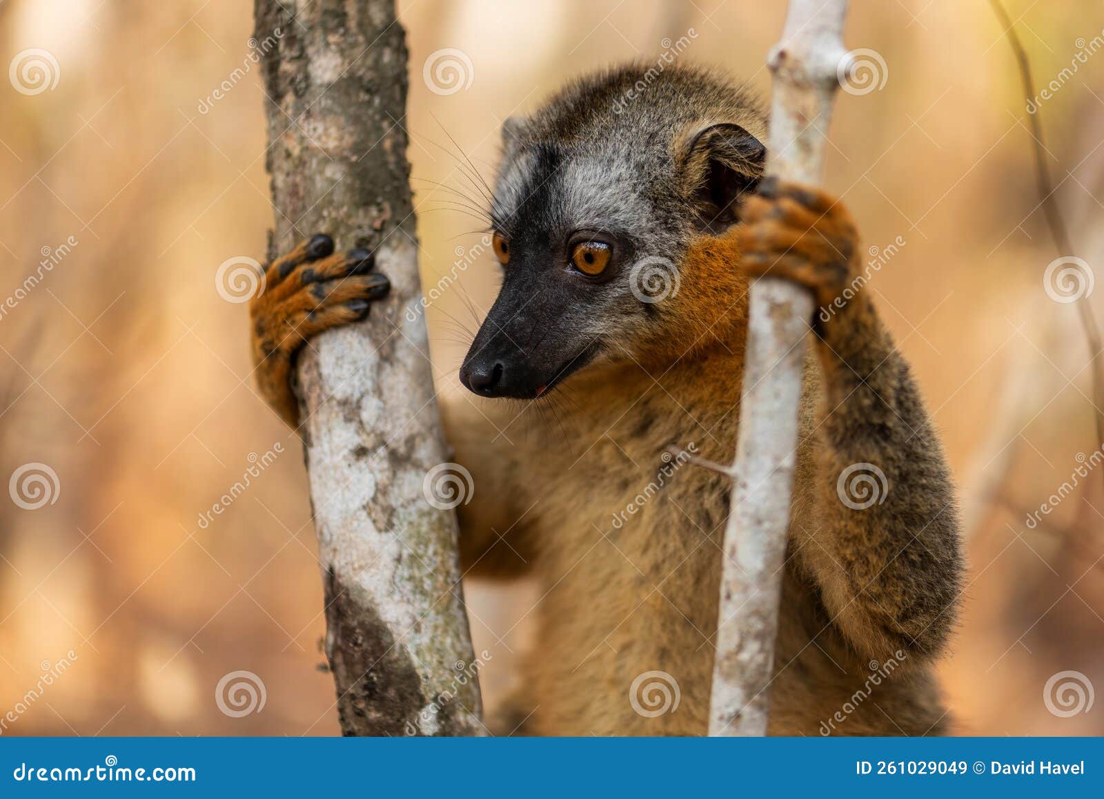 Red-fronted Lemur - Eulemur Rufifrons Stock Image - Image of bush ...