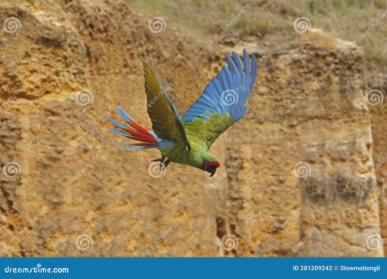 Red-fronted Macaw, Ara Rubrogenys, Adult in Flight Stock Photo - Image ...