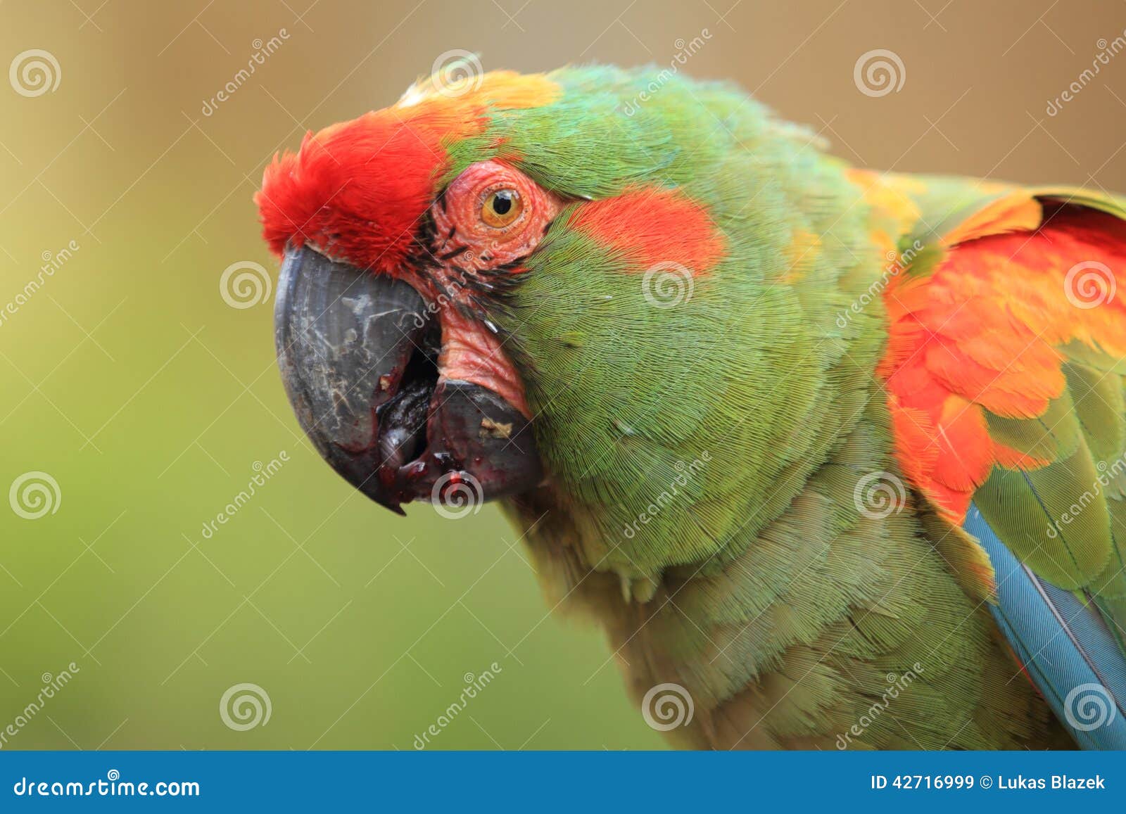 Red-fronted macaw detail stock image. Image of bill, bird - 42716999