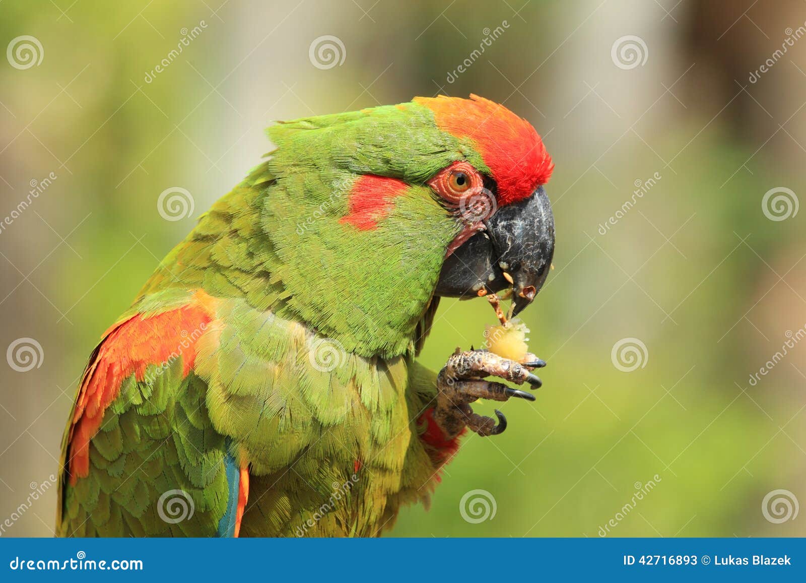 Red-fronted macaw stock image. Image of nature, south - 42716893