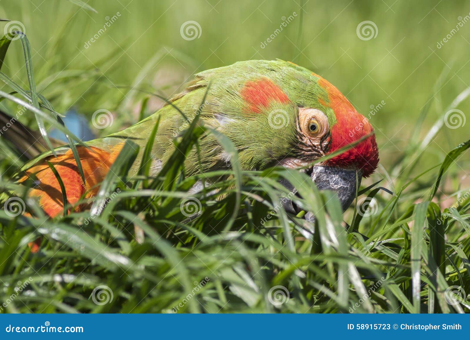 Red-fronted macaw stock image. Image of people, nature - 58915723