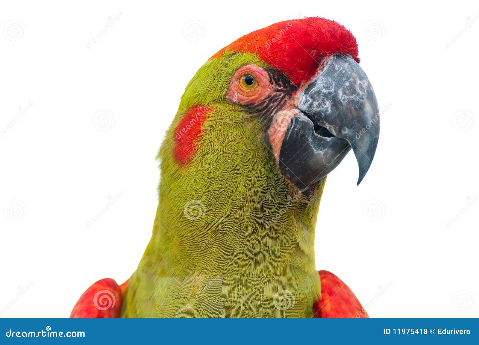 Red-fronted Macaw Head Closeup Stock Photo - Image of blurred ...