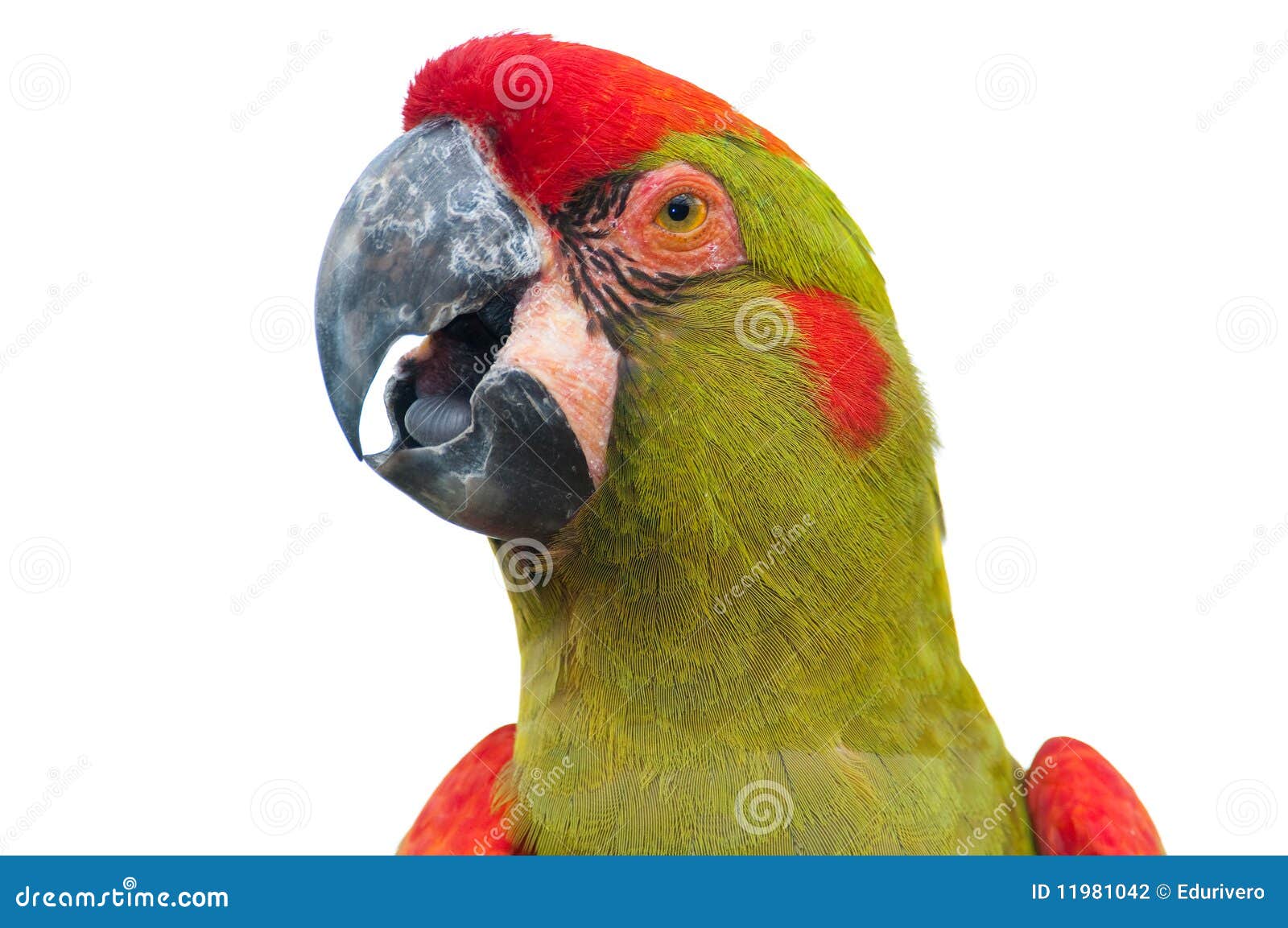 Red-fronted Macaw Head Closeup Stock Photo - Image of close, copy: 11981042