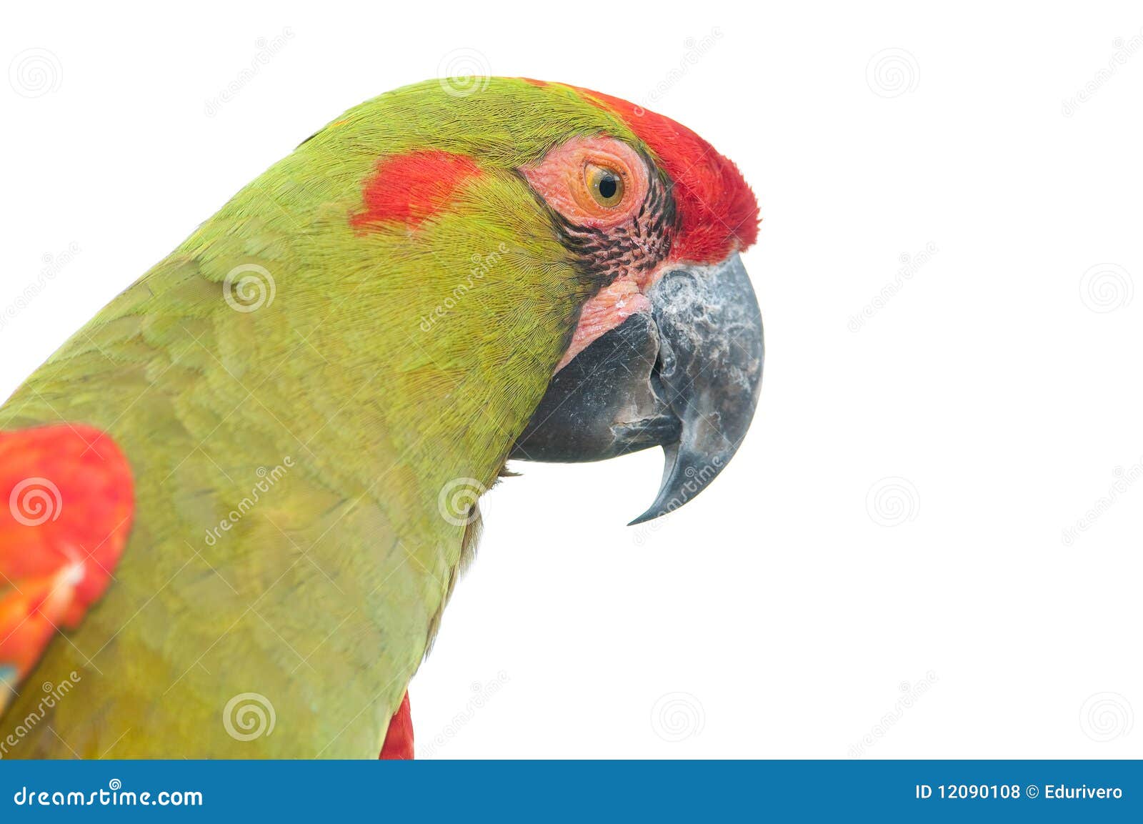 Red-fronted Macaw Head Closeup Stock Photo - Image of fauna, curious ...