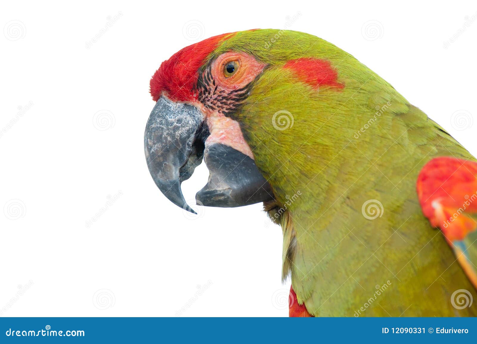 Red-fronted Macaw Head Closeup Stock Image - Image of camouflage ...