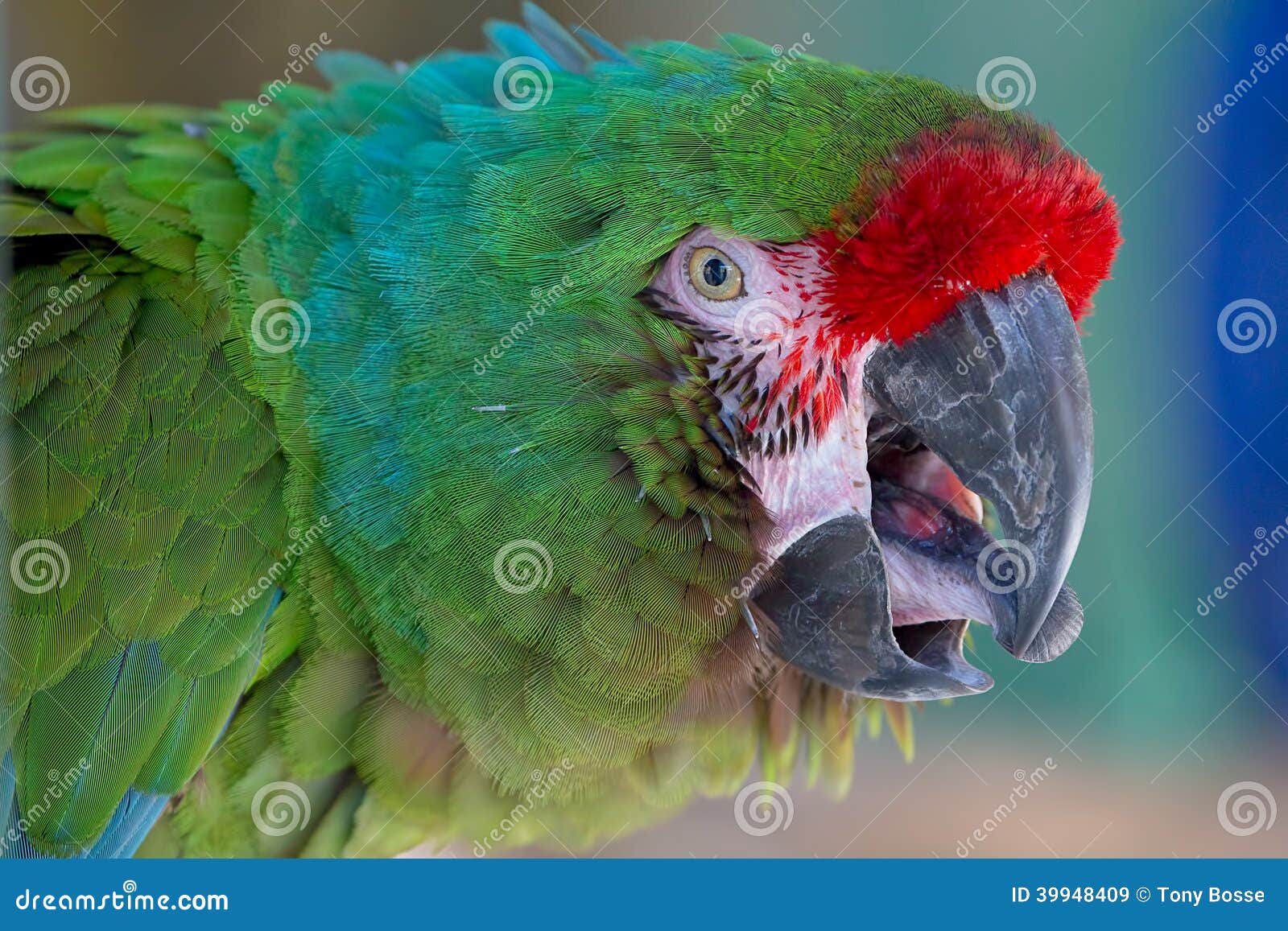 Red Fronted Macaw stock image. Image of parrot, birds - 39948409