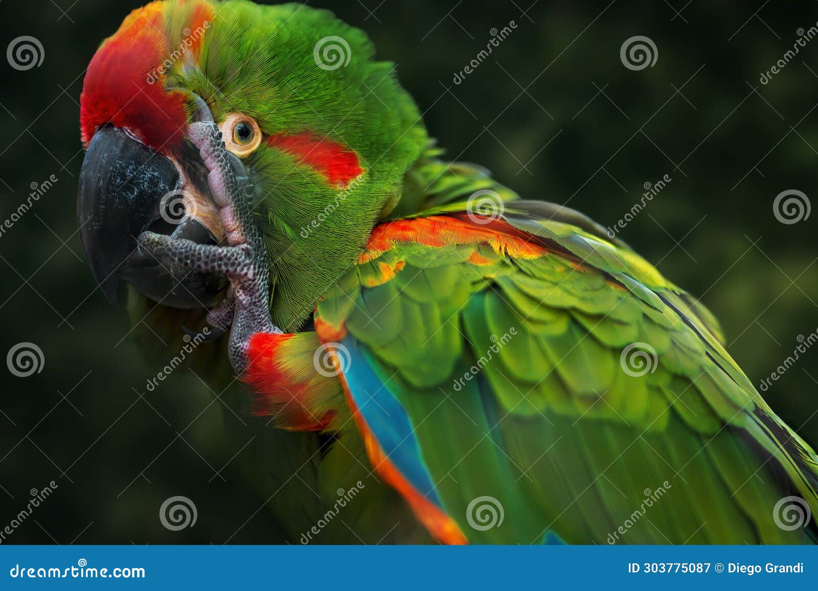 Red-fronted Macaw parrot stock image. Image of america - 303775087