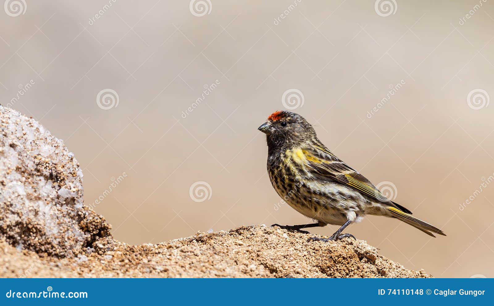 Red-fronted Serin stock photo. Image of bill, serinus - 74110148