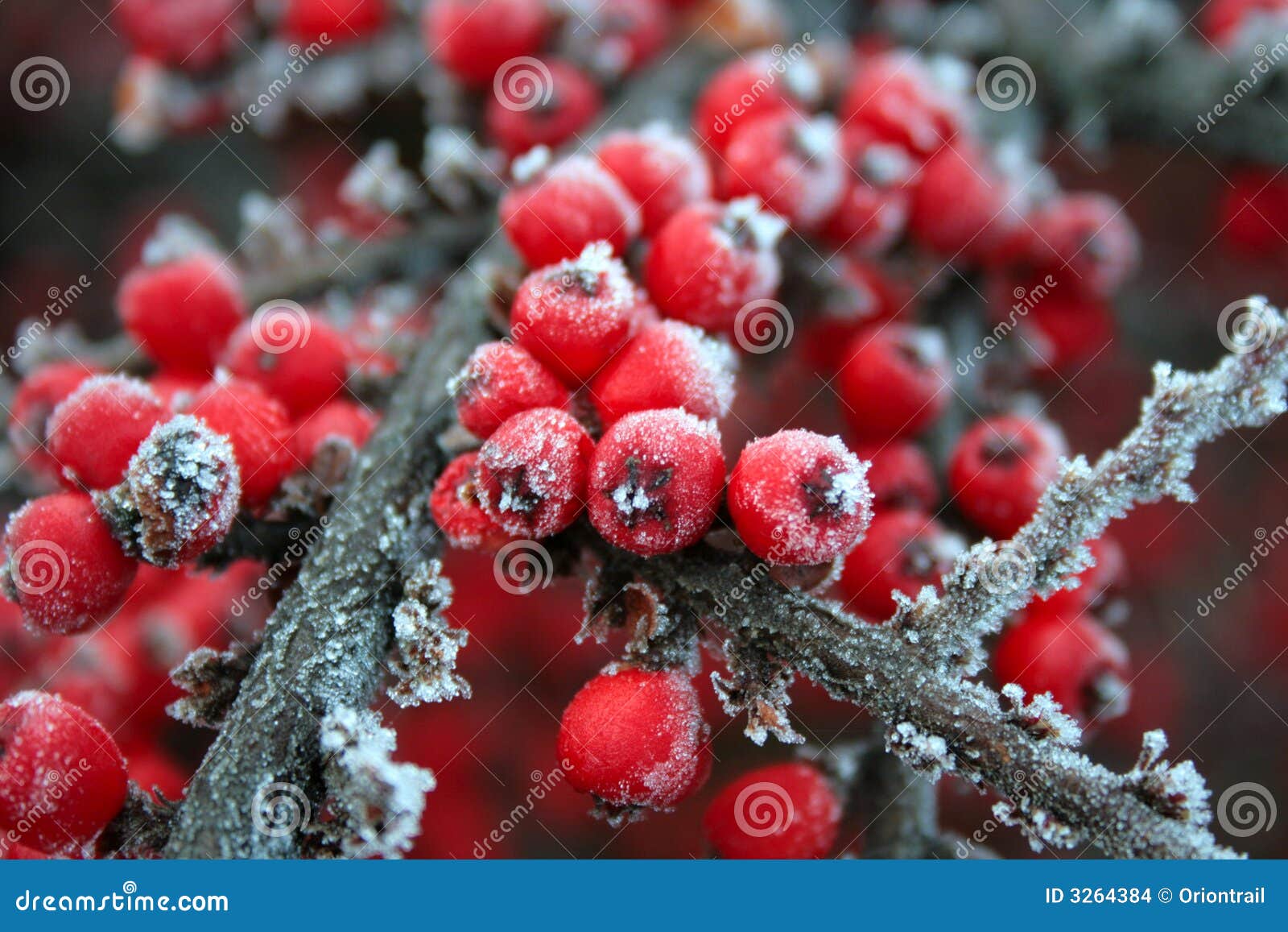 Frozen Red Berries After Freezing Rain Storm Royalty-Free Stock ...