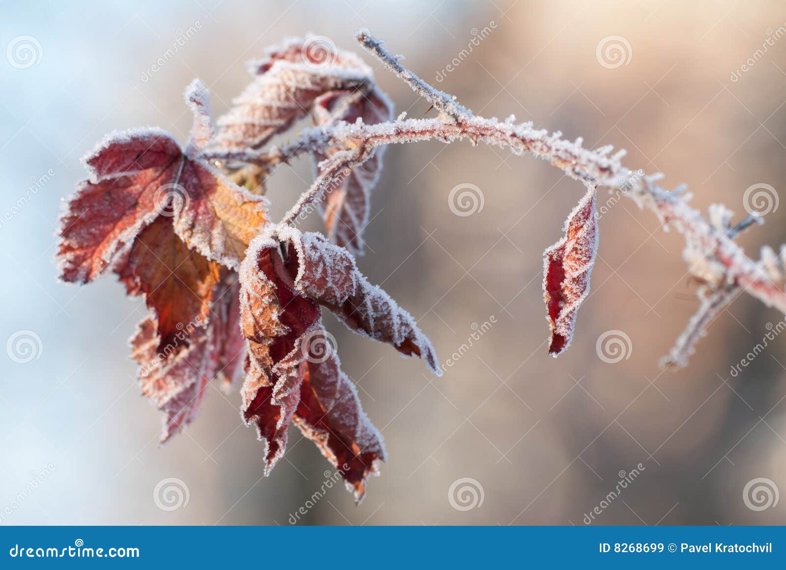 Red frozen leaves stock image. Image of white, hang, leaves - 8268699