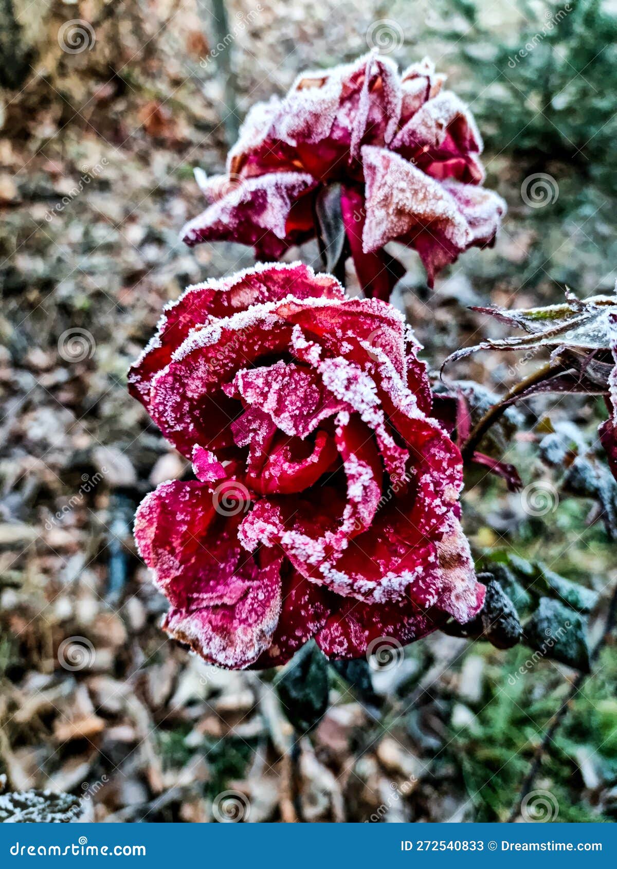 The red frozen rose stock image. Image of produce, nature - 272540833