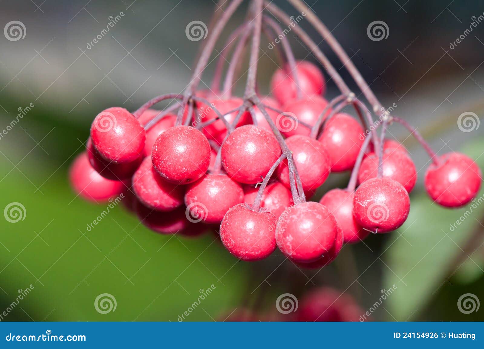 Red fruit stock photo. Image of branches, bushes, pattern - 24154926