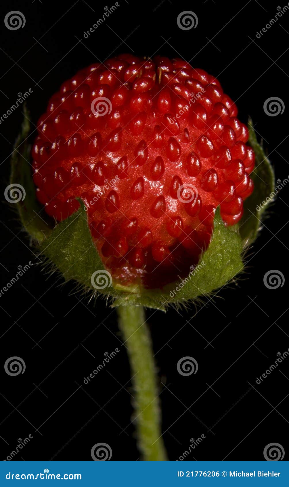 Red Fruit on Back Background Stock Photo - Image of green, baneful ...