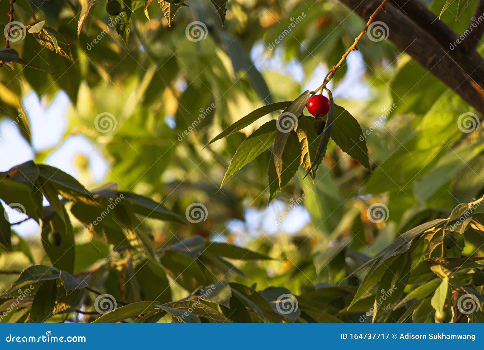The Red Fruit Ball Contrasts with the Green of the Leaves Stock Image ...