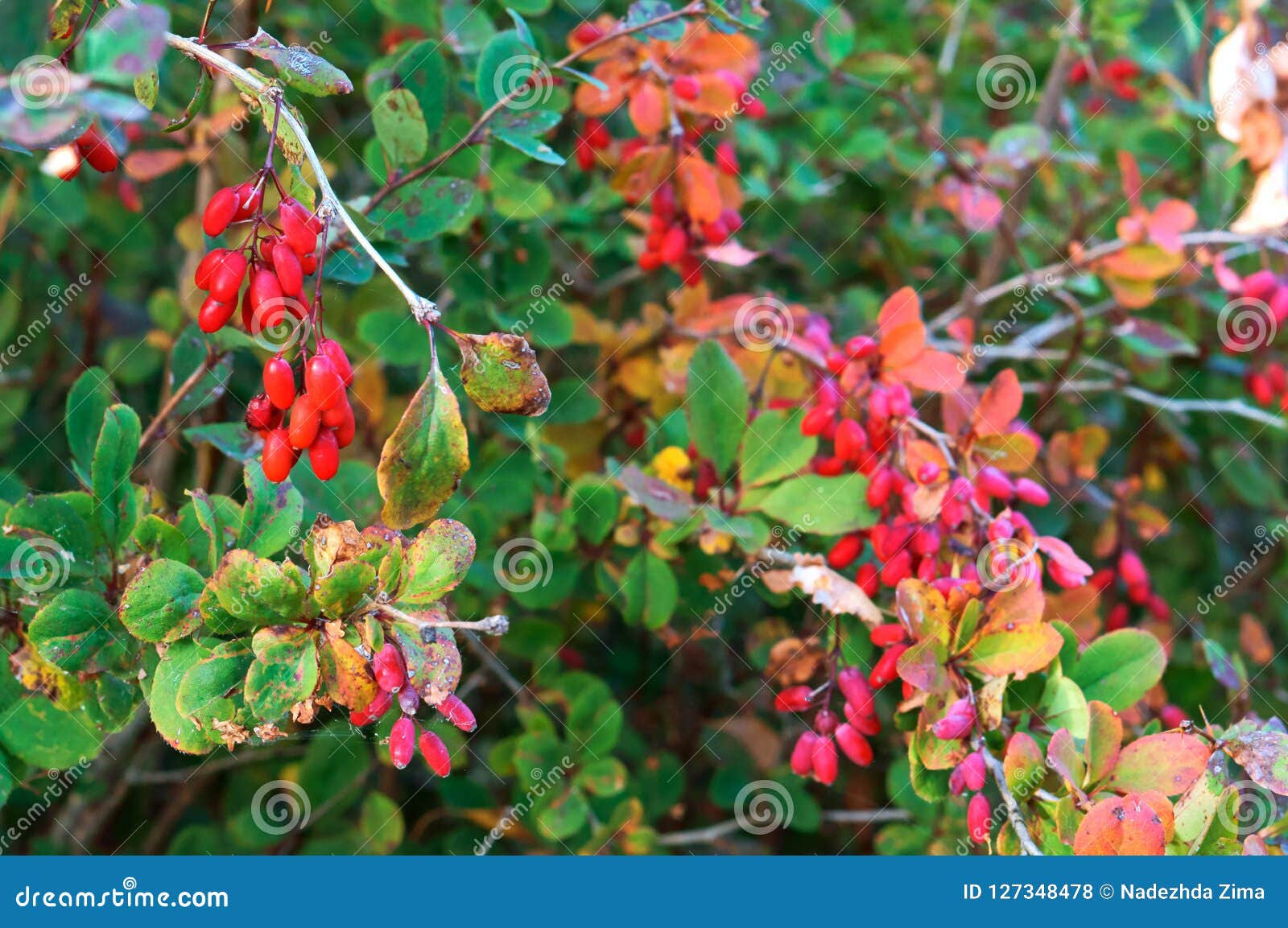The Red Fruit of the Barberry Plants, the Berries on the Barberry Bush ...