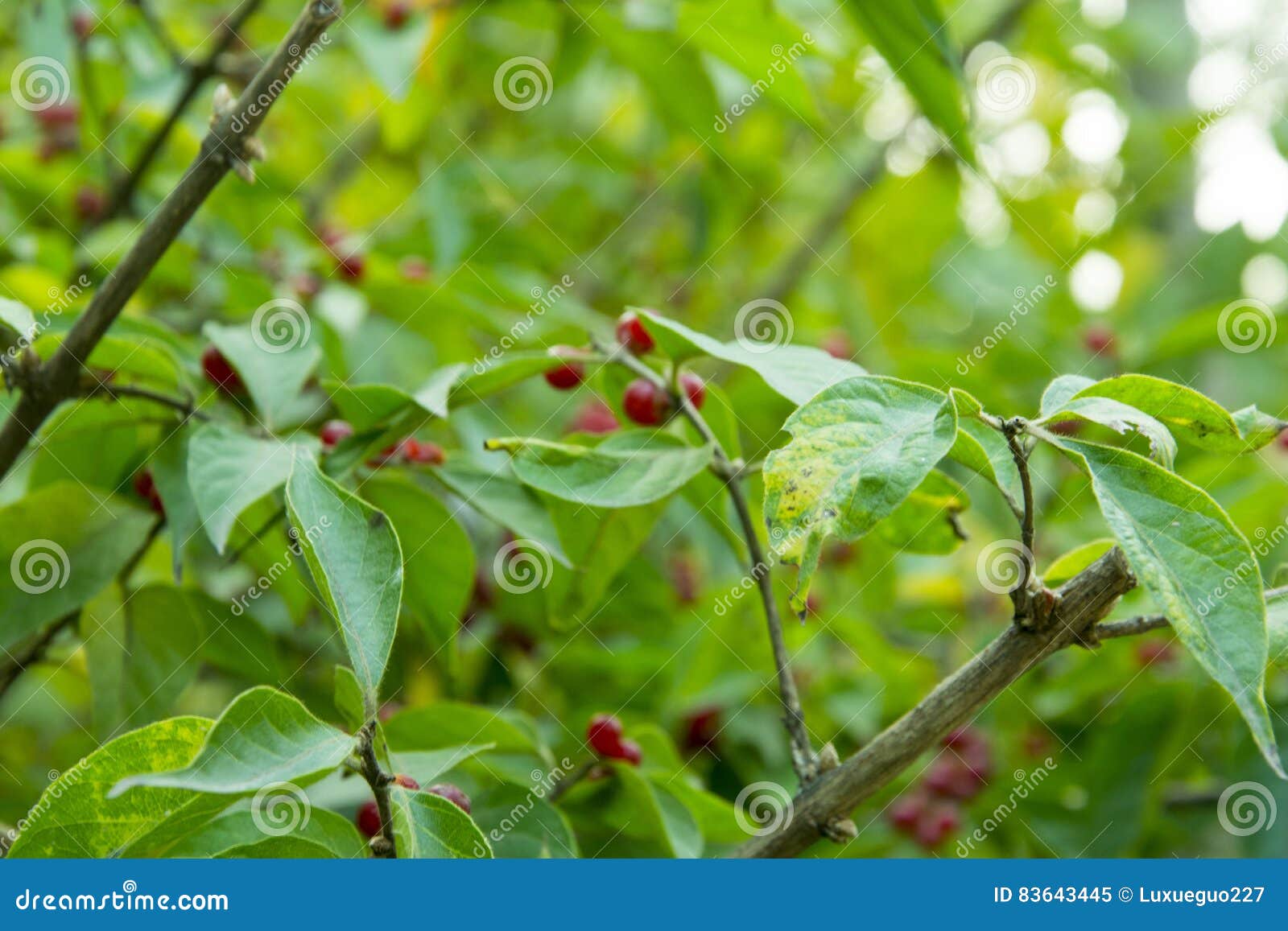 Red fruit stock image. Image of background, green, landscape - 83643445