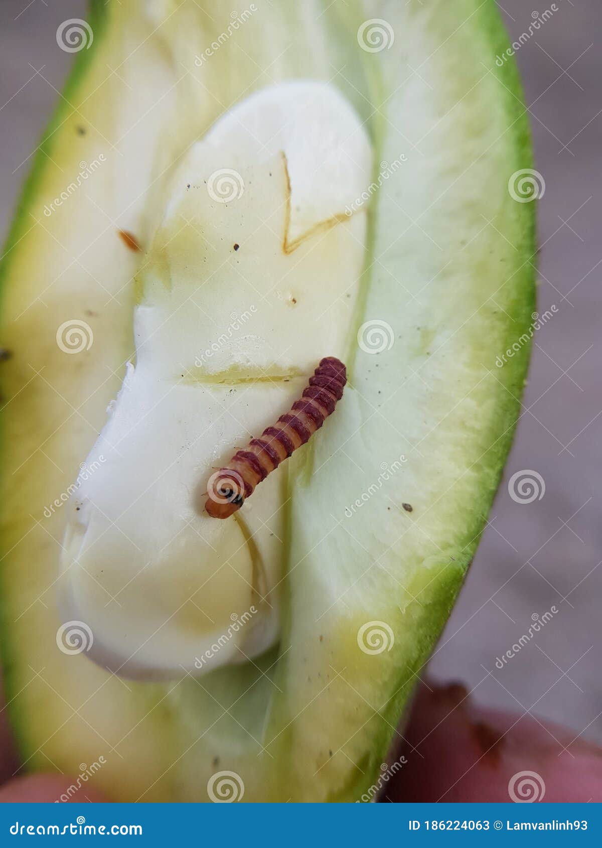 Red Fruit Borer on Mango Fruit Stock Image - Image of gloeosporioides ...