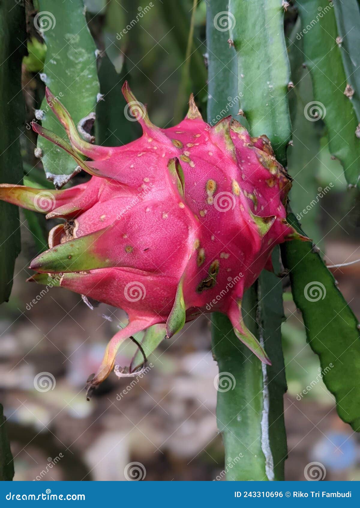 Red fruit called Buah Naga stock photo. Image of flower - 243310696