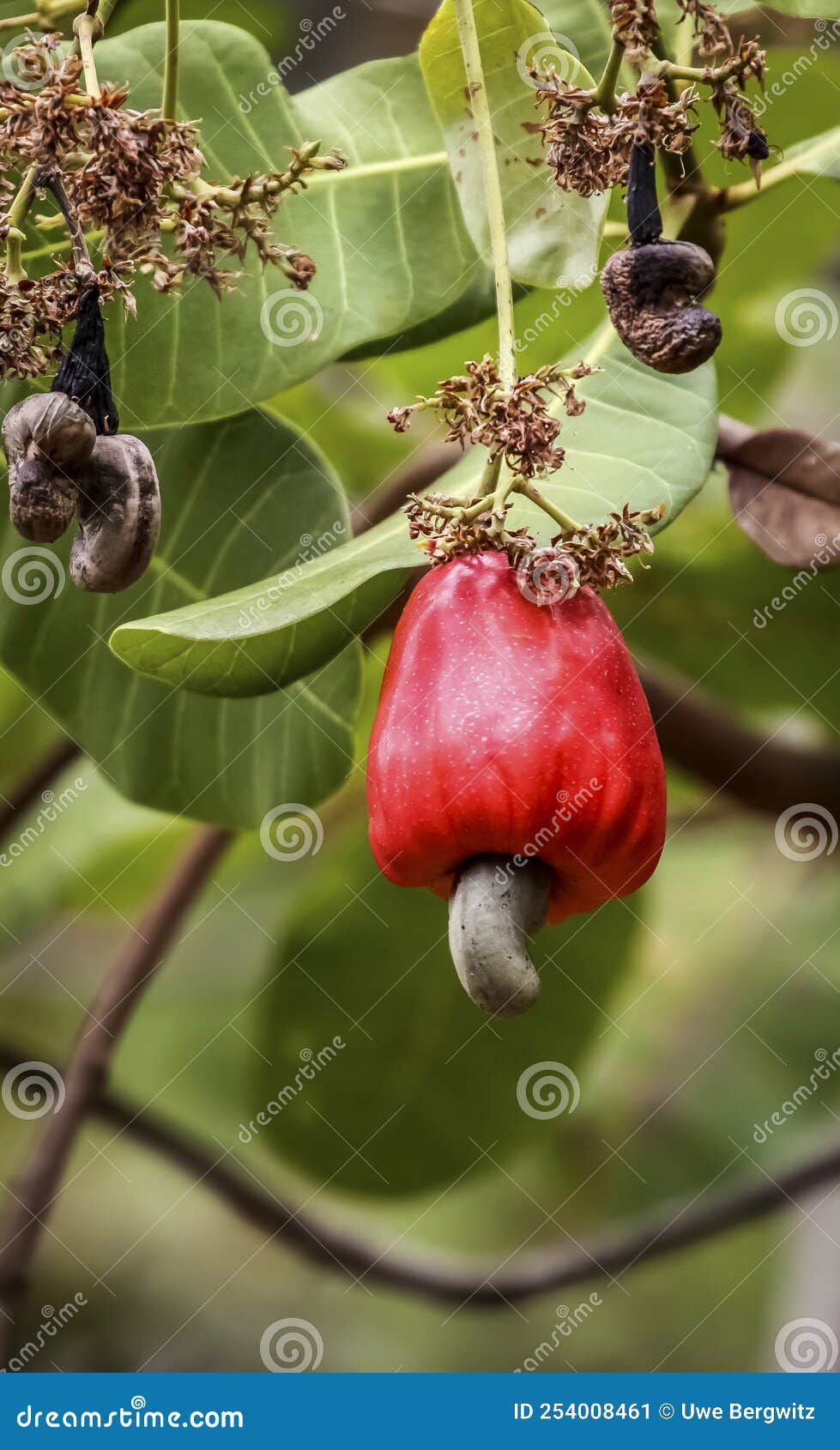 Red Fruit of a Cashew Tree Against Green Background, Brazil Stock Image ...