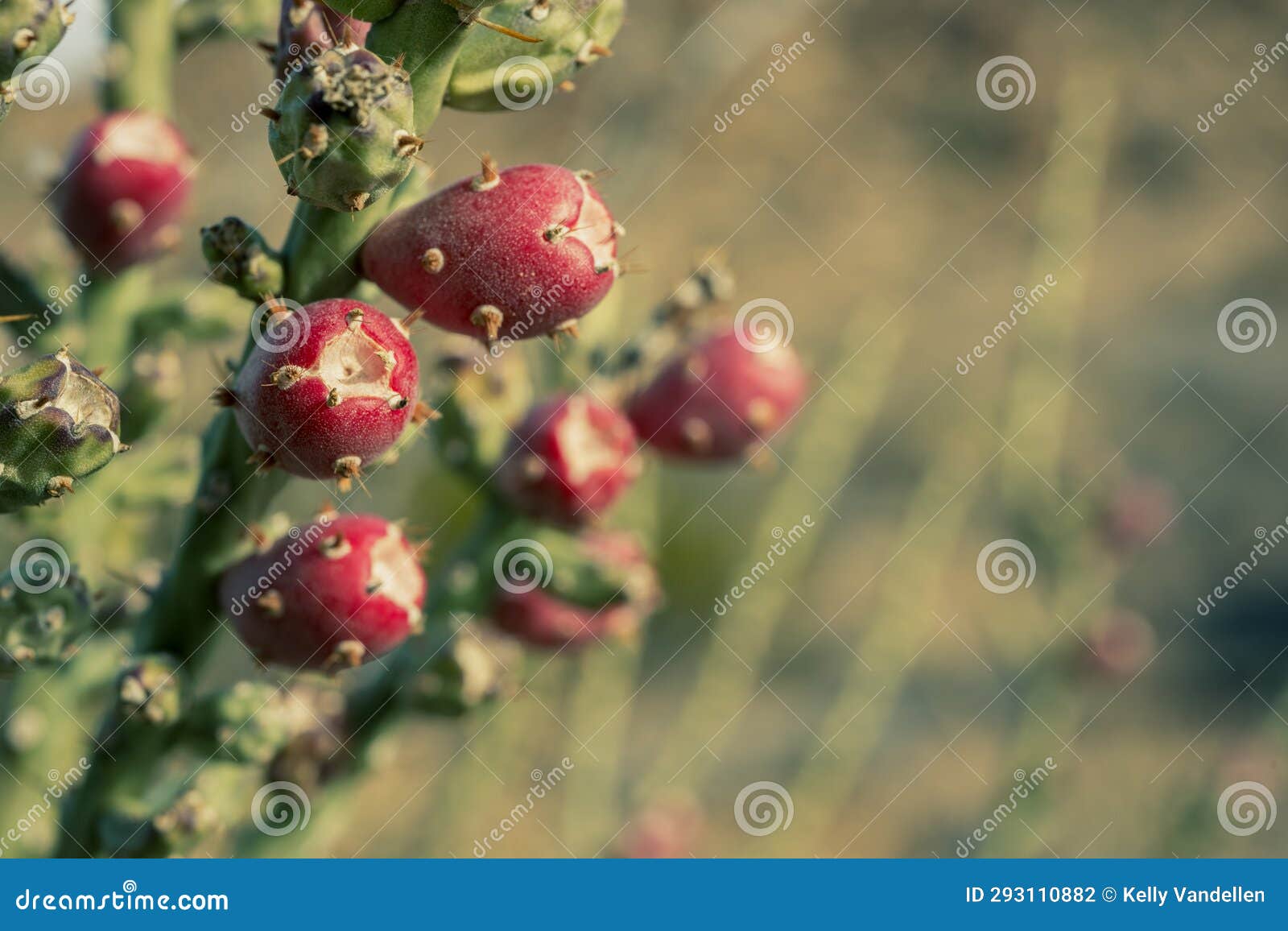 Red Fruit of Christmas Cholla Cactus in Big Bend Stock Photo - Image of ...